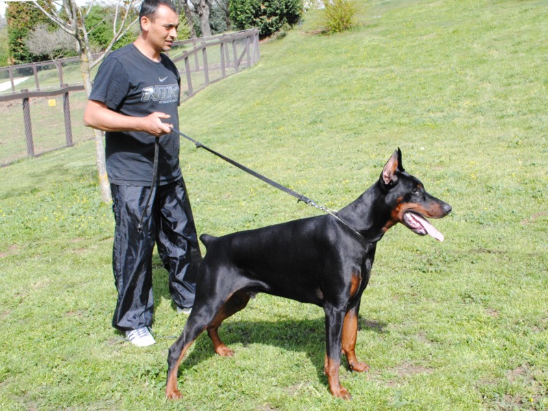 Allevamento Dobermann dell' Orgoglio Nero sito ufficiale